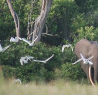Evolving hunting practices in Gabon: lessons for community-based ...