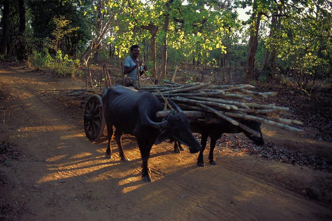 The forest of Mendha-Lekha - ICCA in Maharashtra, India - ICCA Consortium