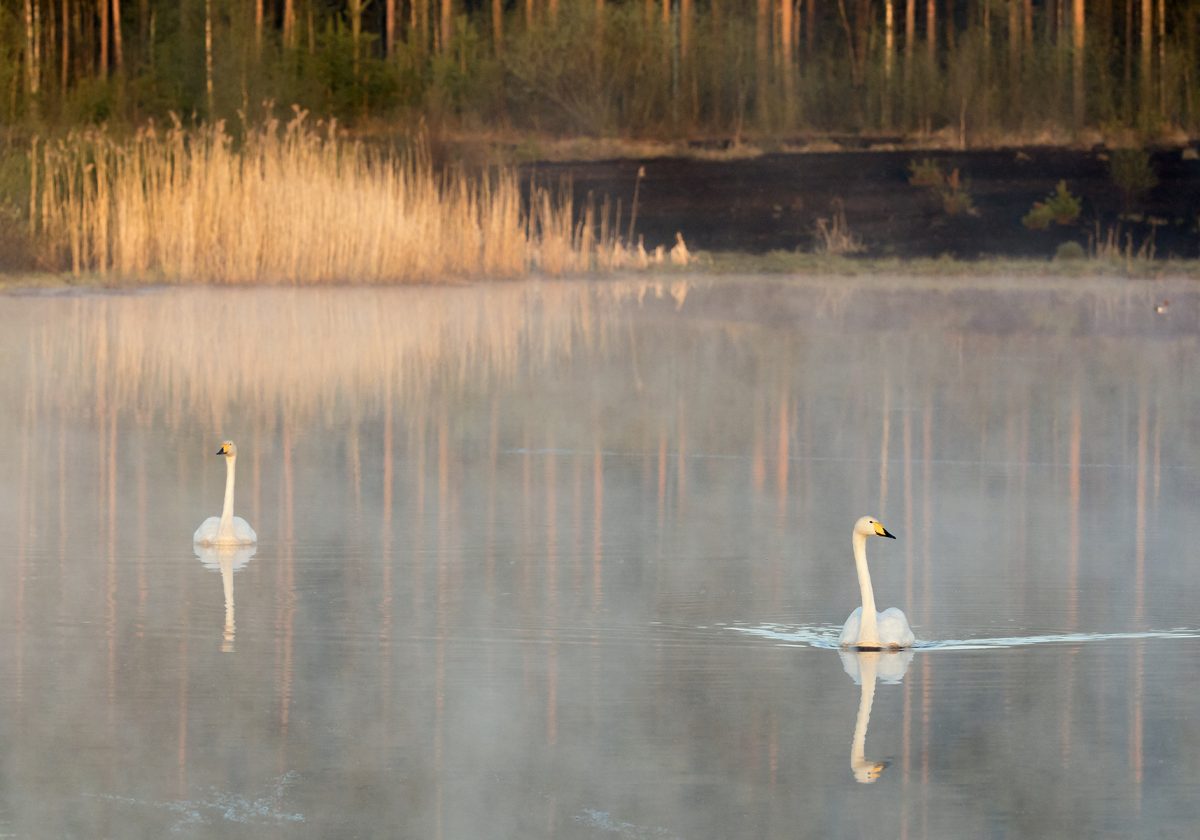 Dr. Mohammad Taghi Farvar – President of the ICCA Consortium - ICCA ...