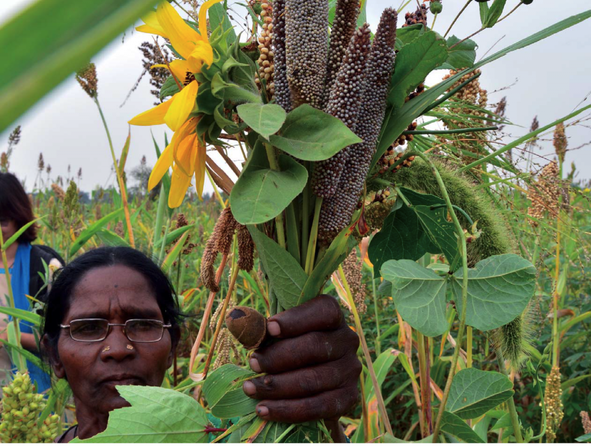 UN adopts International Declaration on the Rights of Peasants - ICCA ...