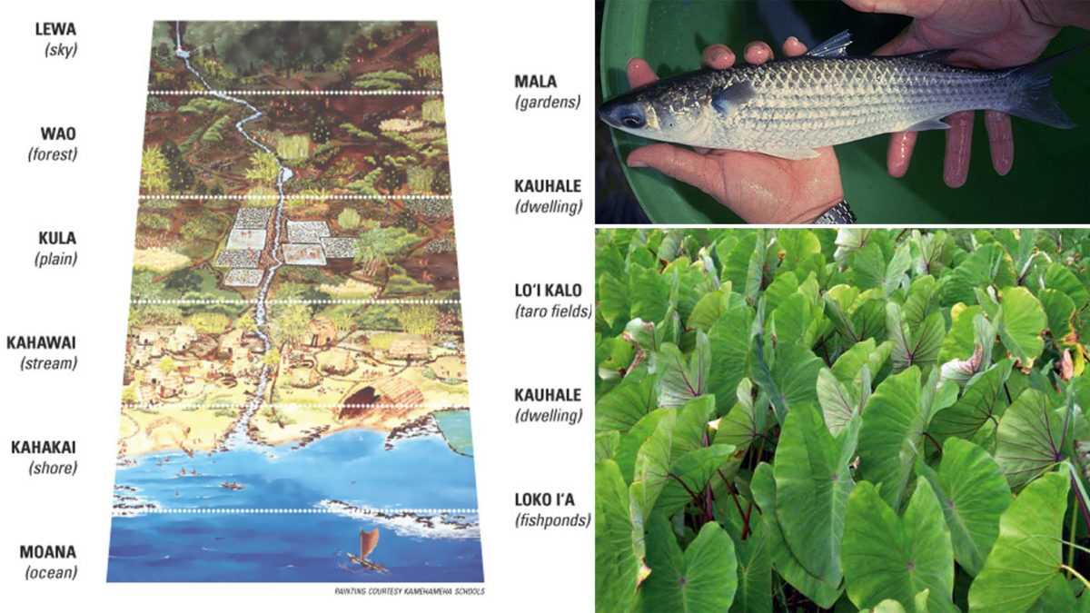 Loko I'a fishponds, story of Hawai'i communities restoring fisheries ...