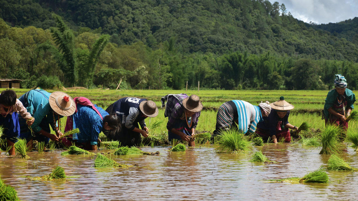 Our fight for the forest – the future of Indigenous territories in the ...