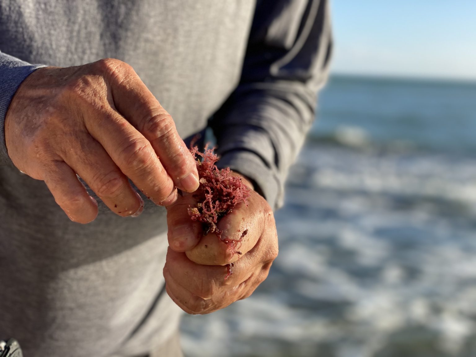 ‘Year of the Limu’ starts in Hawaiʻi: Kuaʻāina Ulu ʻAuamo (KUA) to ...