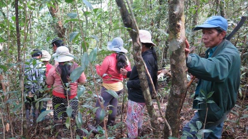 Prioritizing Indigenous Rights and Benefits: Way to Sustainable Forest ...